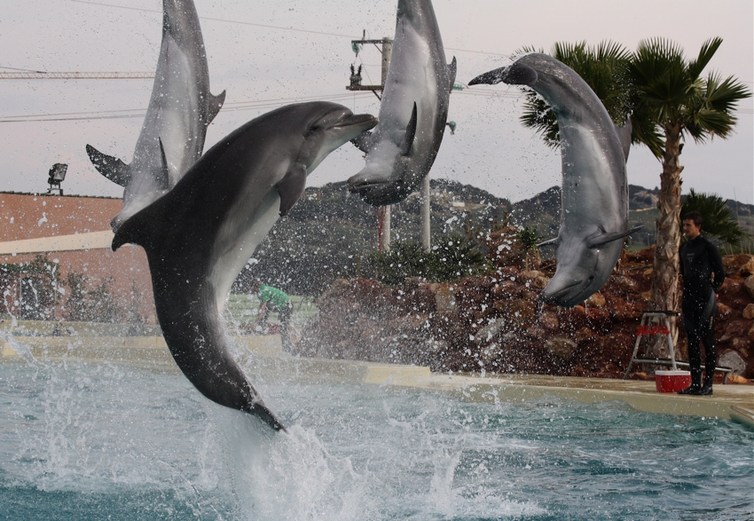 EU Dolphinaria » ENDCAP