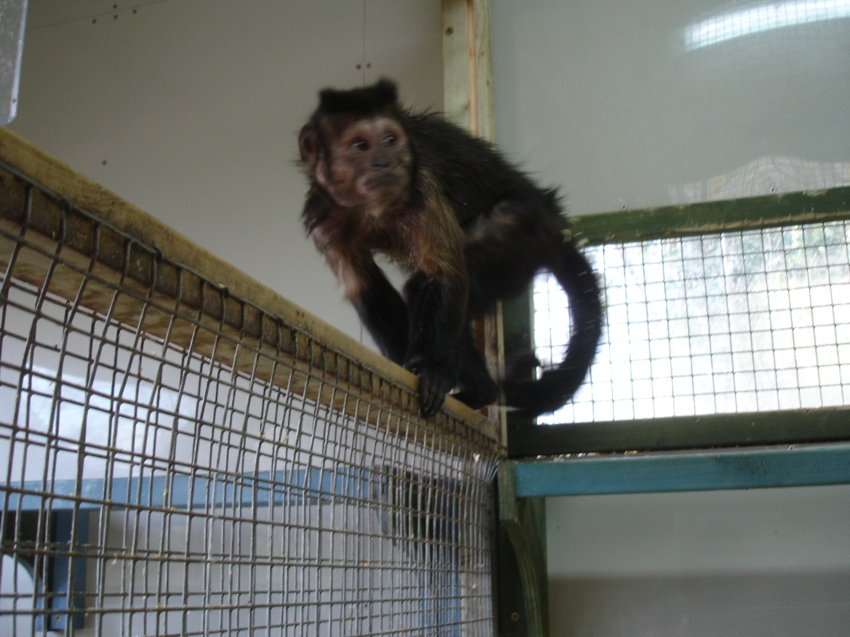 Wild Pets in the EU » ENDCAP